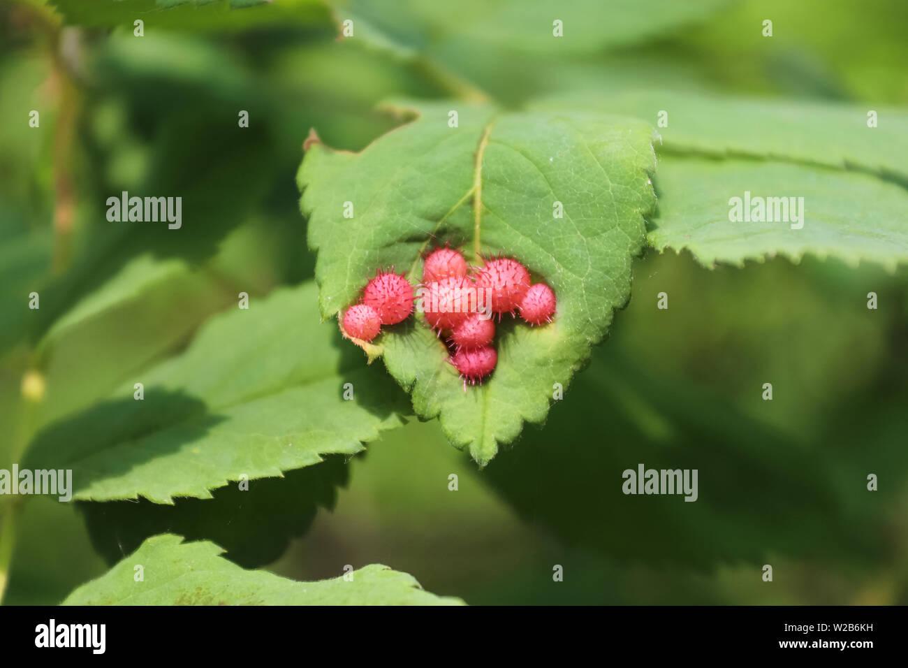Bumps on leaves hi-res stock photography and images - Alamy