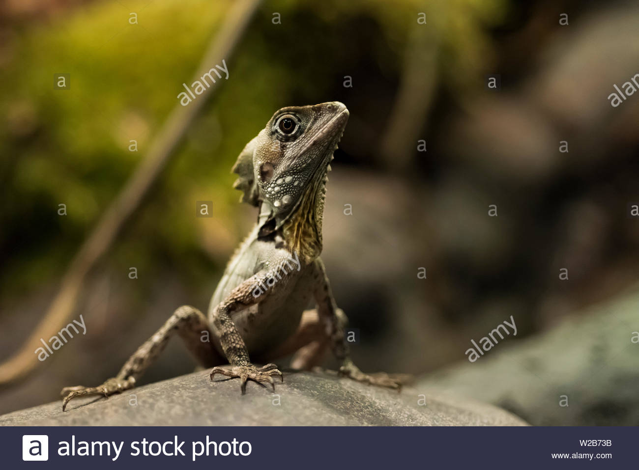 Australian Lizard Stock Photos & Australian Lizard Stock Images - Alamy