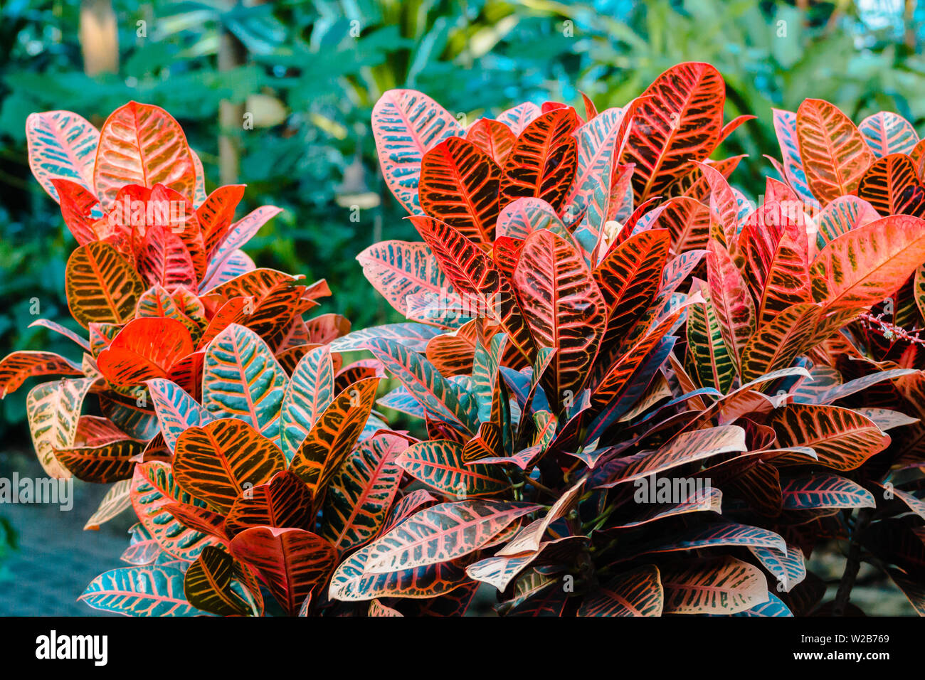 red fern plant growing in the tropical gardens in the Frederik Meijer ...