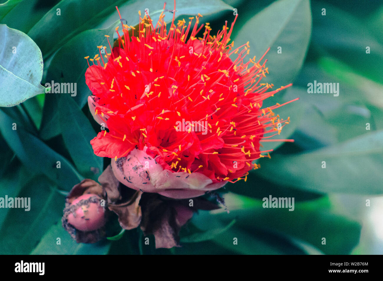 Red flowers blooming on a plant in the tropical garden in the Frederik ...