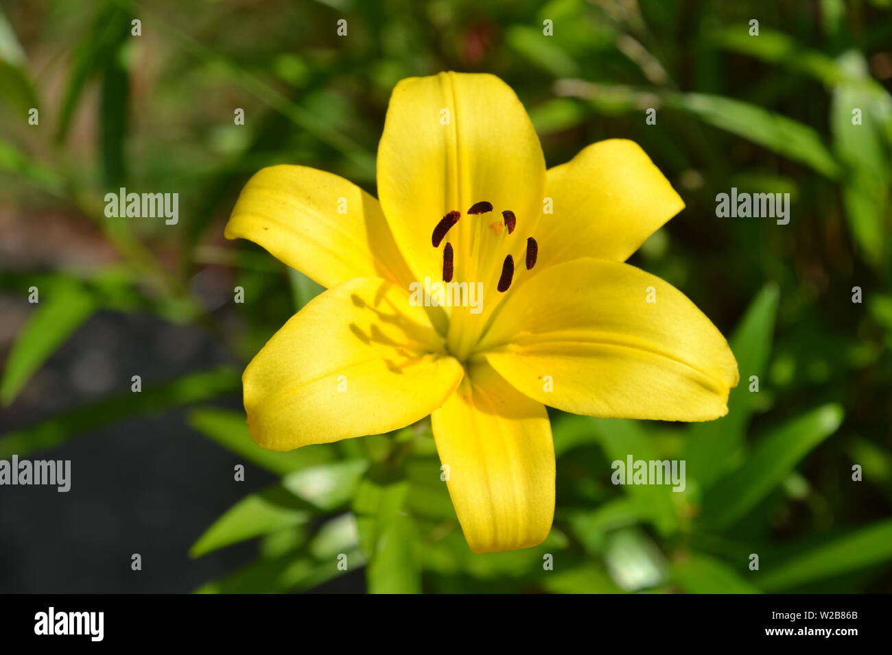 Yellow Tiger Lily High Resolution Stock Photography and Images - Alamy