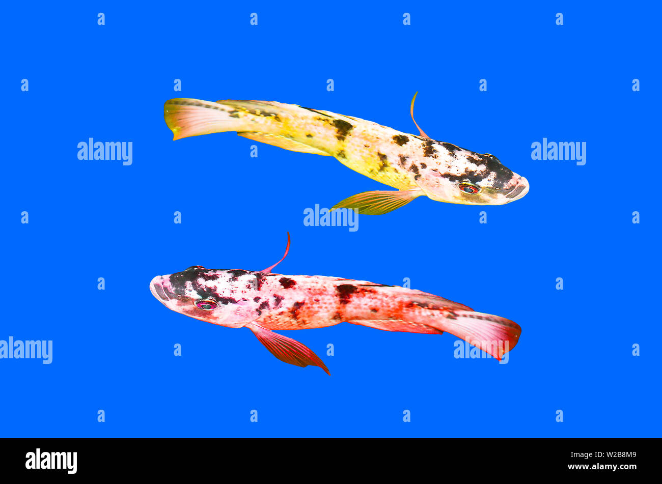 koi fishes on blue background Stock Photo - Alamy