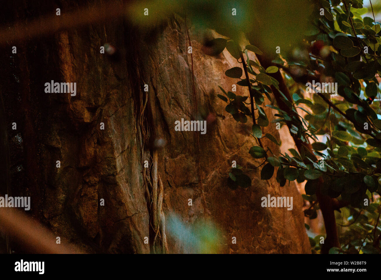 rock face of a waterfall in the tropical greenhouse at the Frederik ...