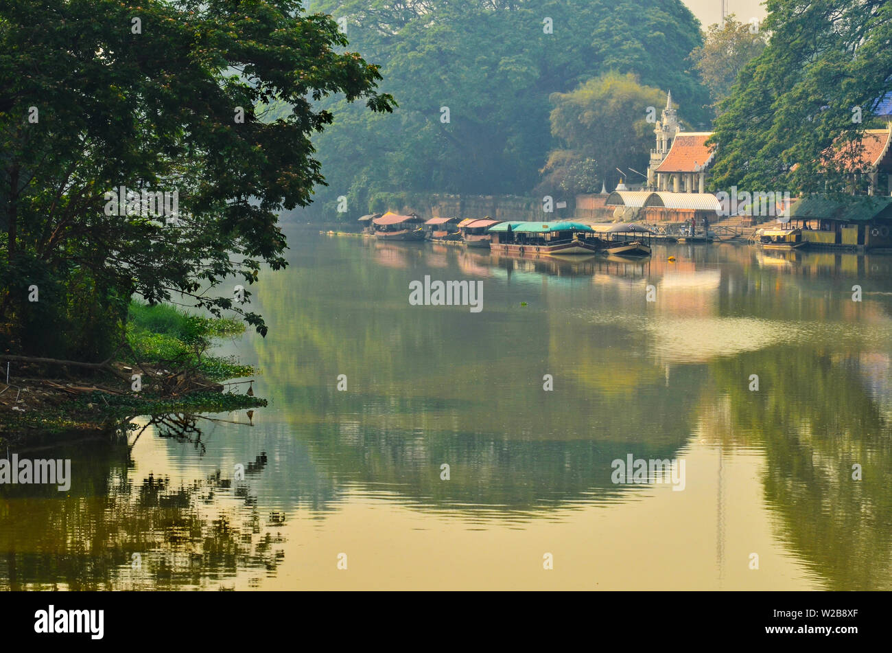 Ping trees hi-res stock photography and images - Alamy