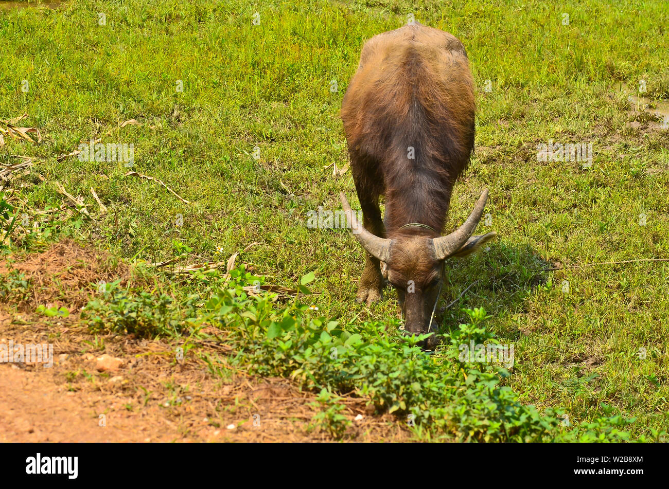 water buffalo eating grass in a field Stock Photo - Alamy