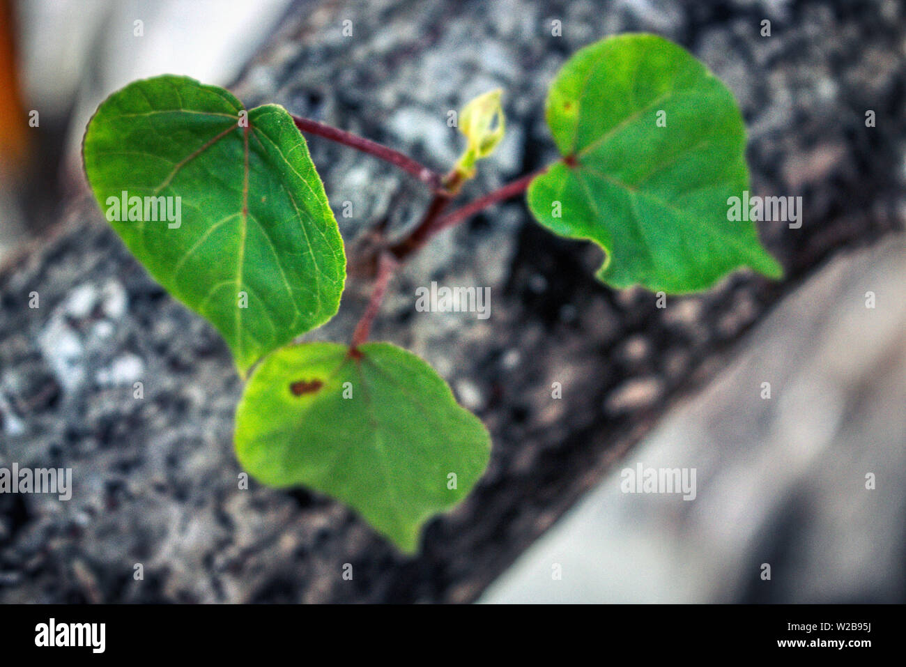This unique photo shows how a lush green new tree emerges from an old ...