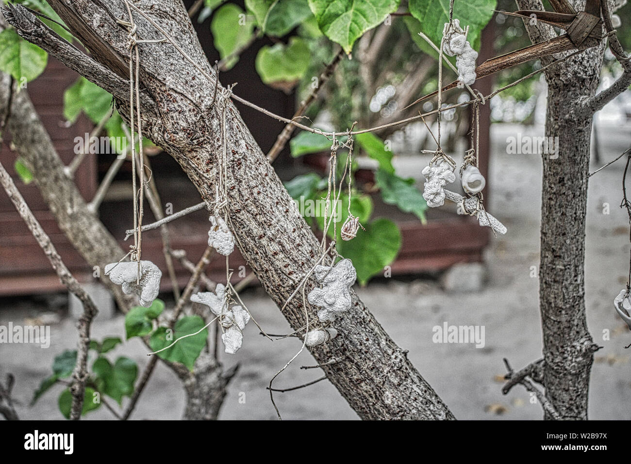 Hanging Shells High Resolution Stock Photography and Images - Alamy