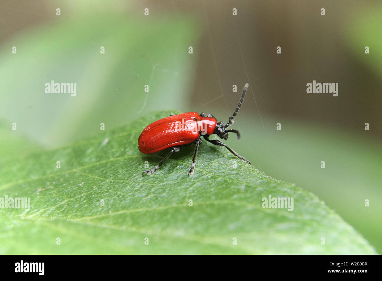 The side view of a scarlet lily beetle Stock Photo - Alamy