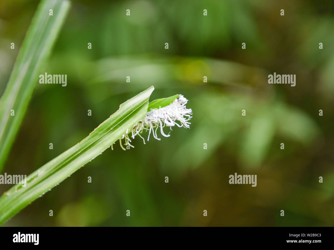 white insect on leaf / Strange insects rare white fur in the forest ...