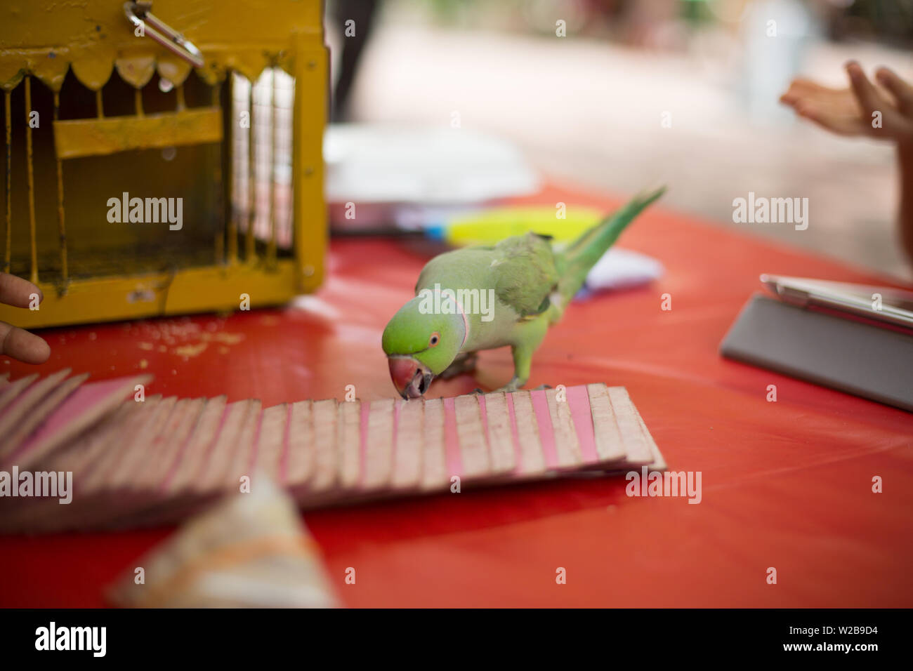 Parrot astrology hi-res stock photography and images - Alamy