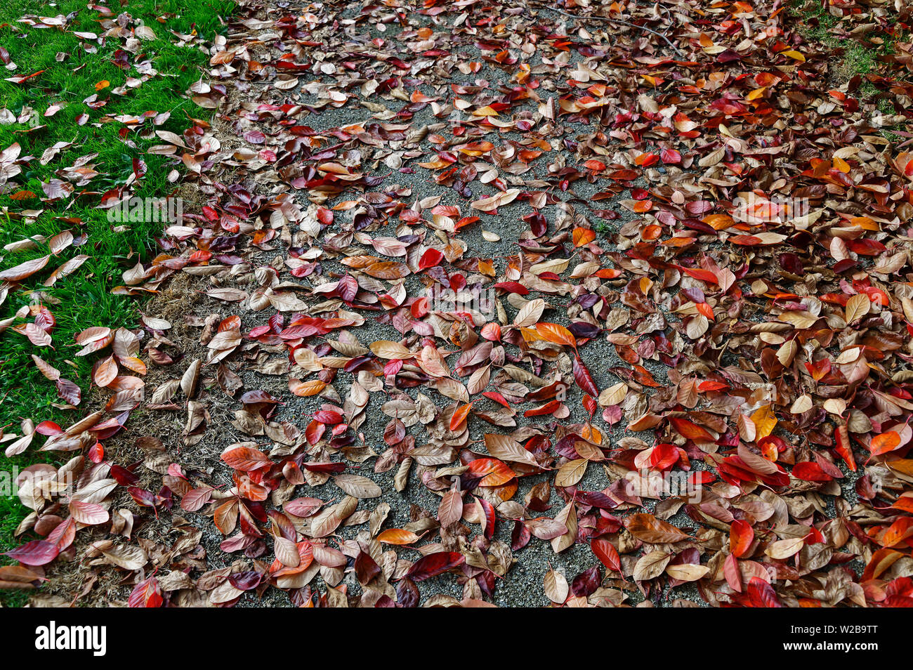 Leaf fallen off tree hi-res stock photography and images - Alamy