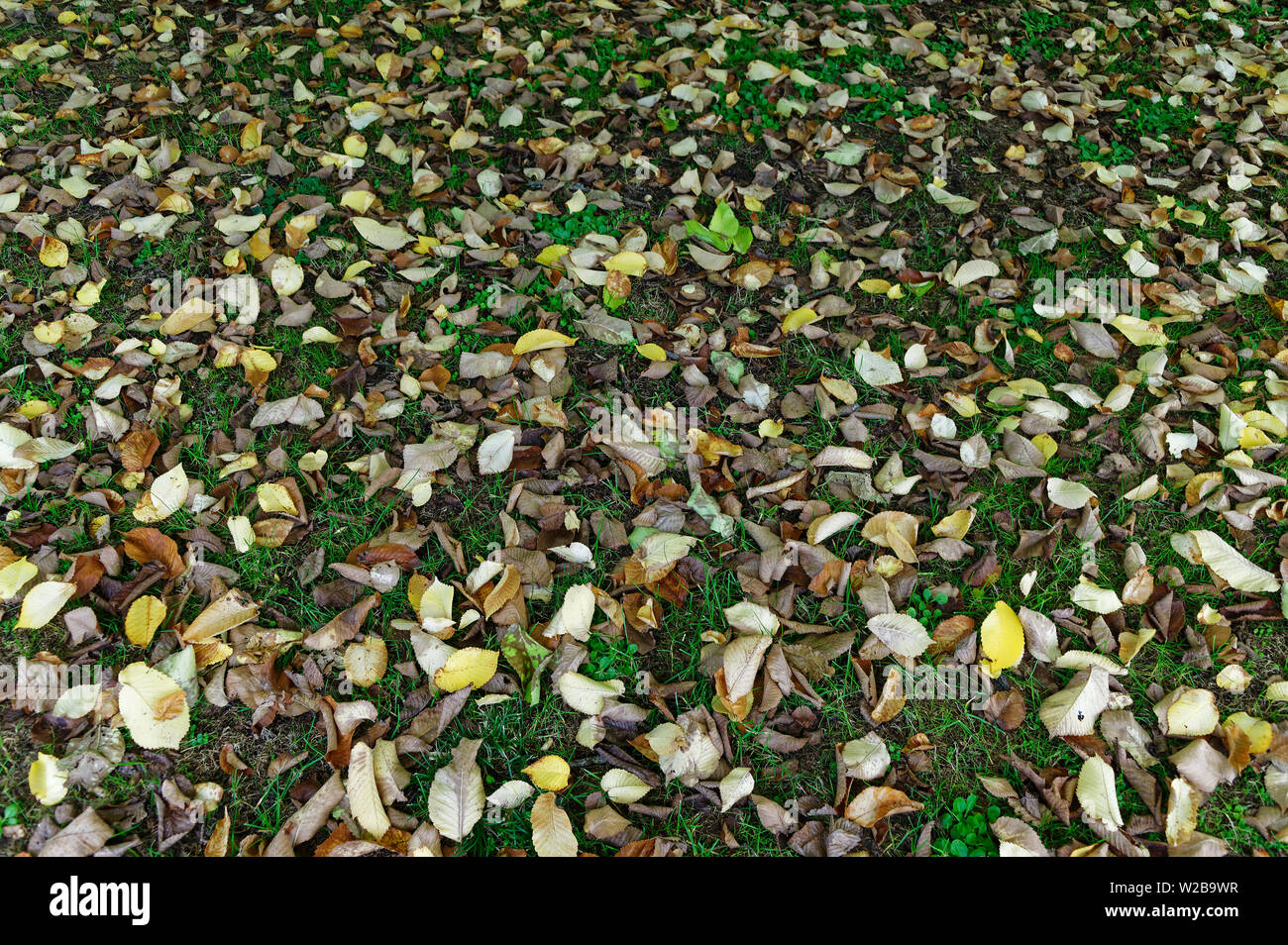 Dead autumn leaves hi-res stock photography and images - Alamy