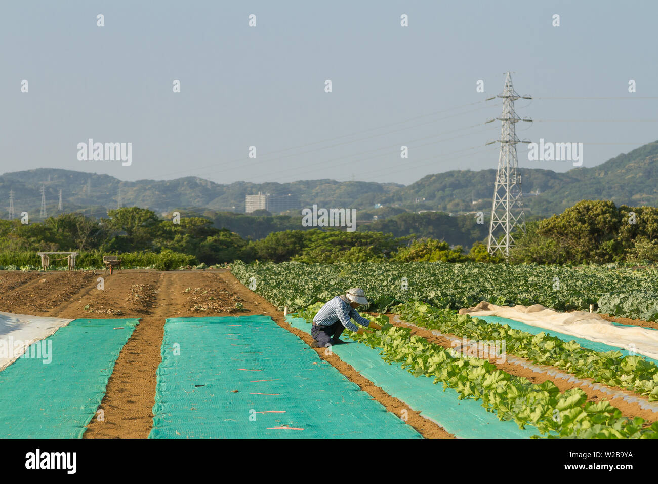 Japanese Farming High Resolution Stock Photography and Images - Alamy