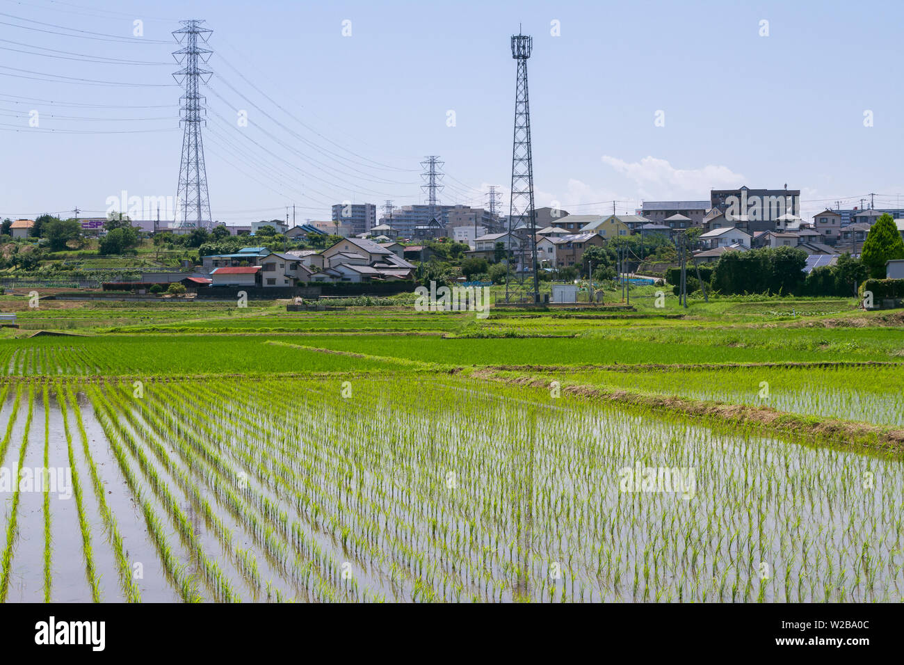Japan Rice Cultivation High Resolution Stock Photography and Images - Alamy
