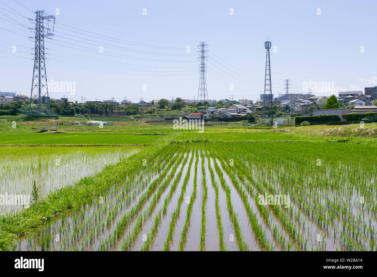Electricity pylons over flooded rice-fields (paddy fields) in rural ...