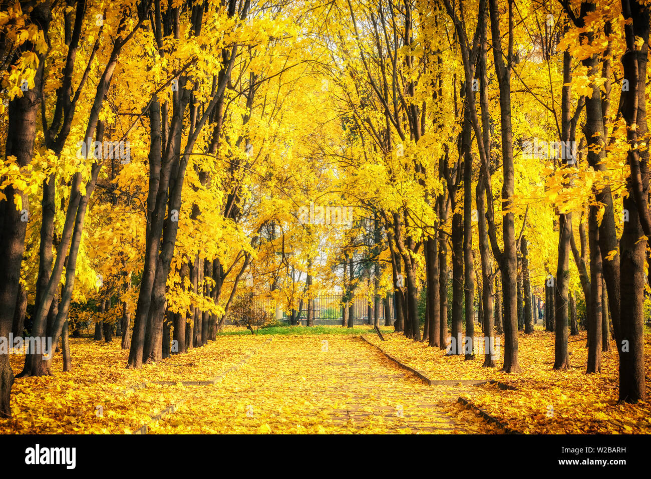 Vibrant fall foliage road hi-res stock photography and images - Alamy