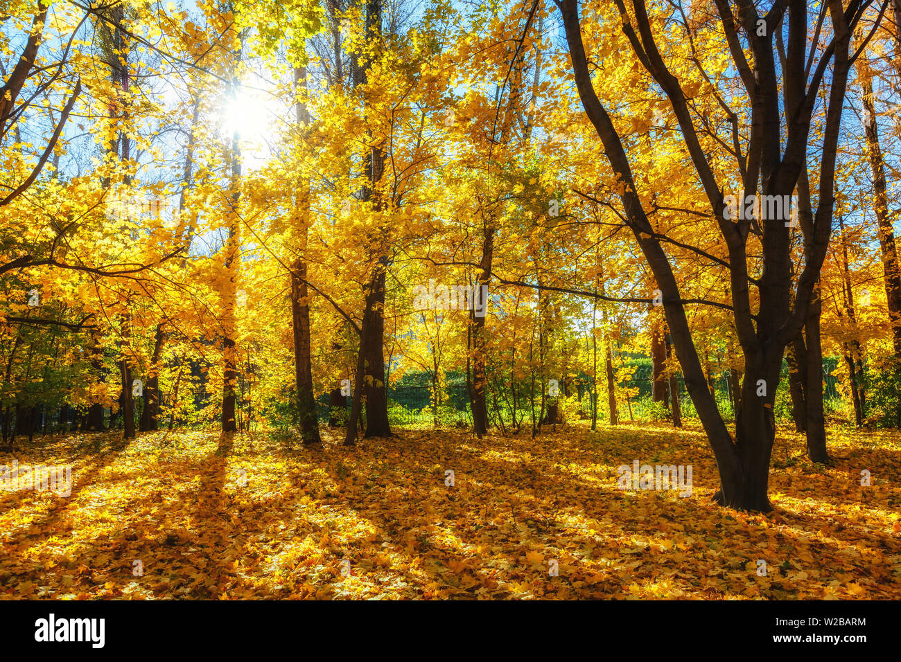 Sunny autumn in the park Stock Photo - Alamy