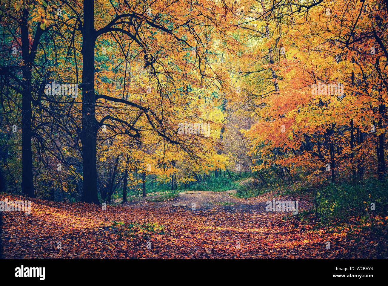 Pathway in autumn forest hi-res stock photography and images - Alamy