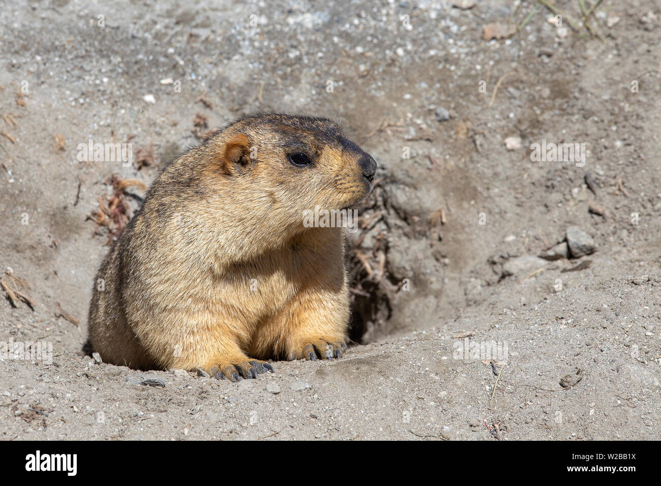 Funny marmot peeking out of a burrow in Himalayas mountain, Ladakh ...