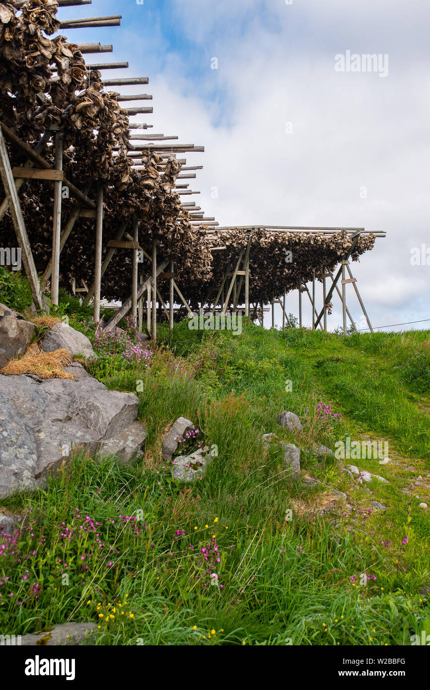The dry and cold arctic air of the Lofoten Islands creates the perfect ...