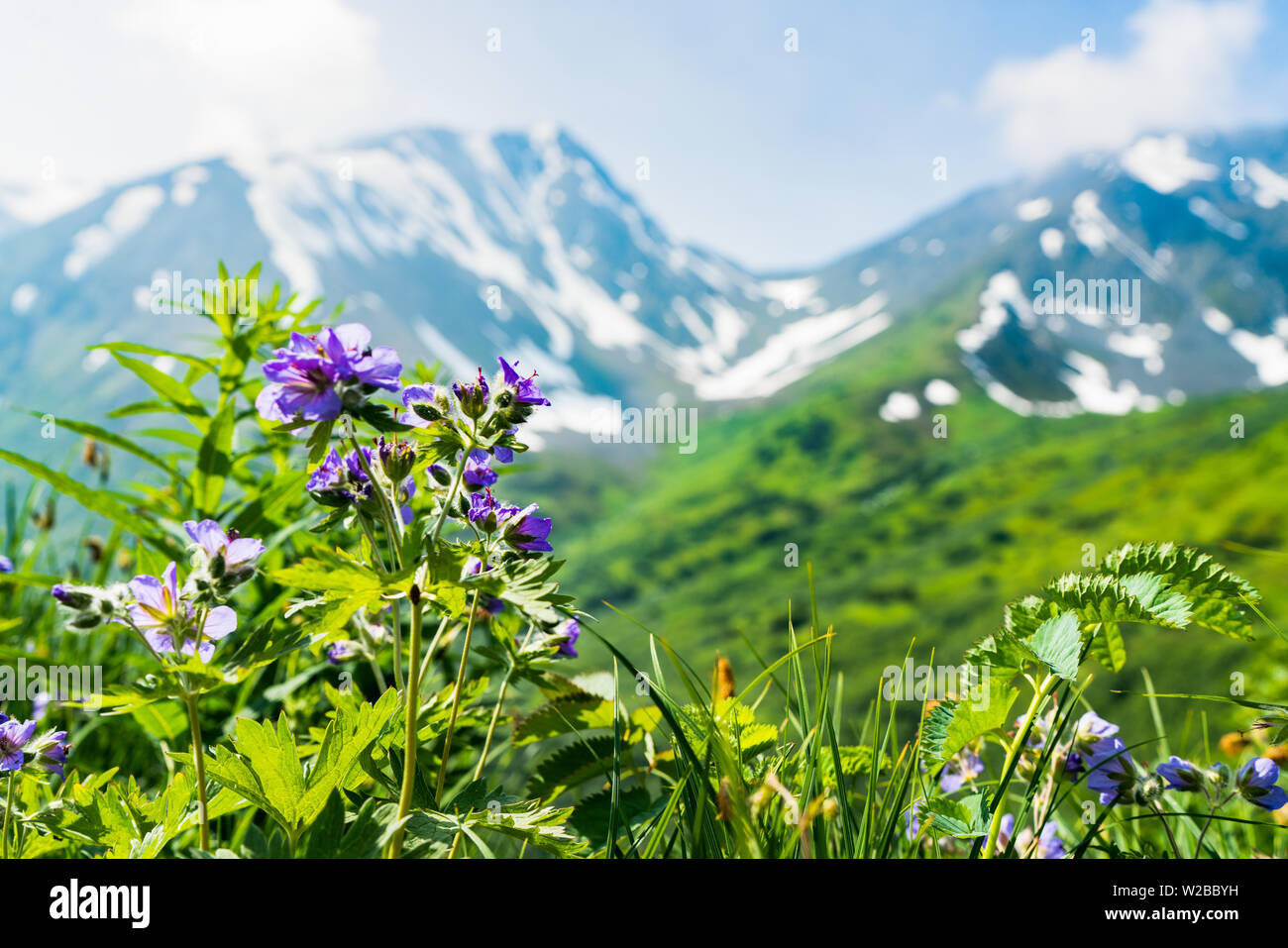 Purple Alpine Flowers Stock Photo - Alamy
