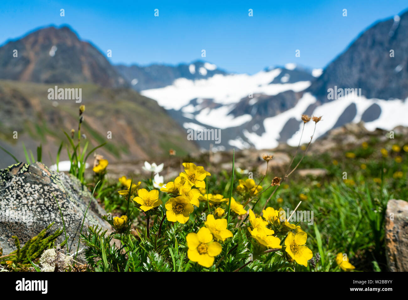 Yellow alpine flowers hi-res stock photography and images - Alamy