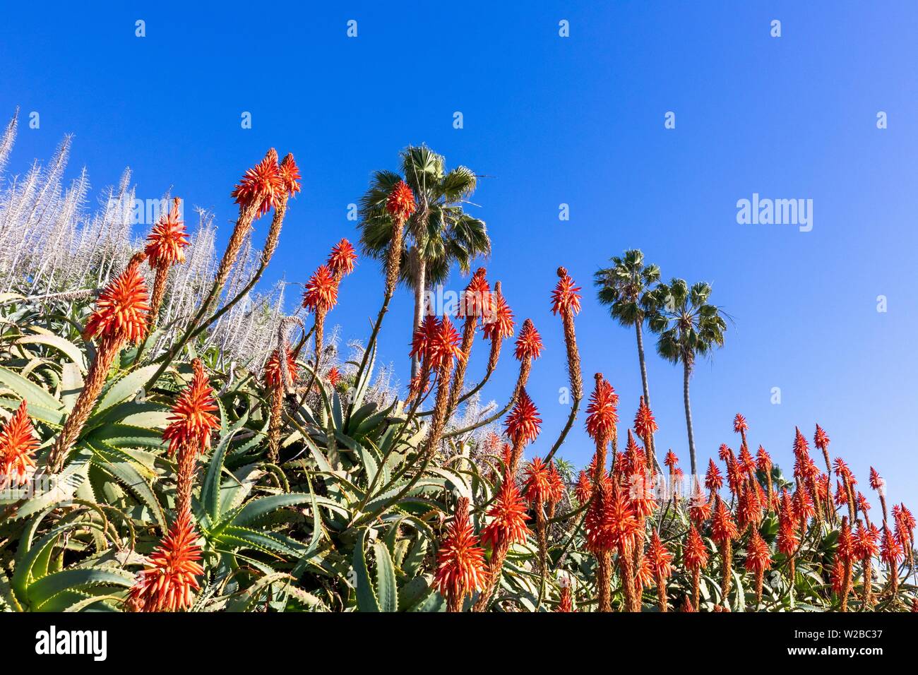Aloe safari orange hi-res stock photography and images - Alamy
