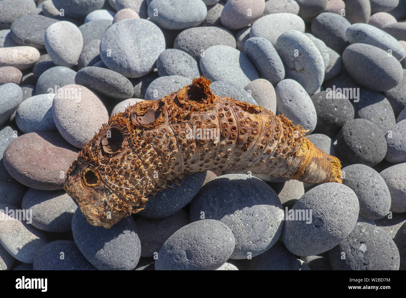 An abstract piece of wood looking like a strange animal. Palm tree ...