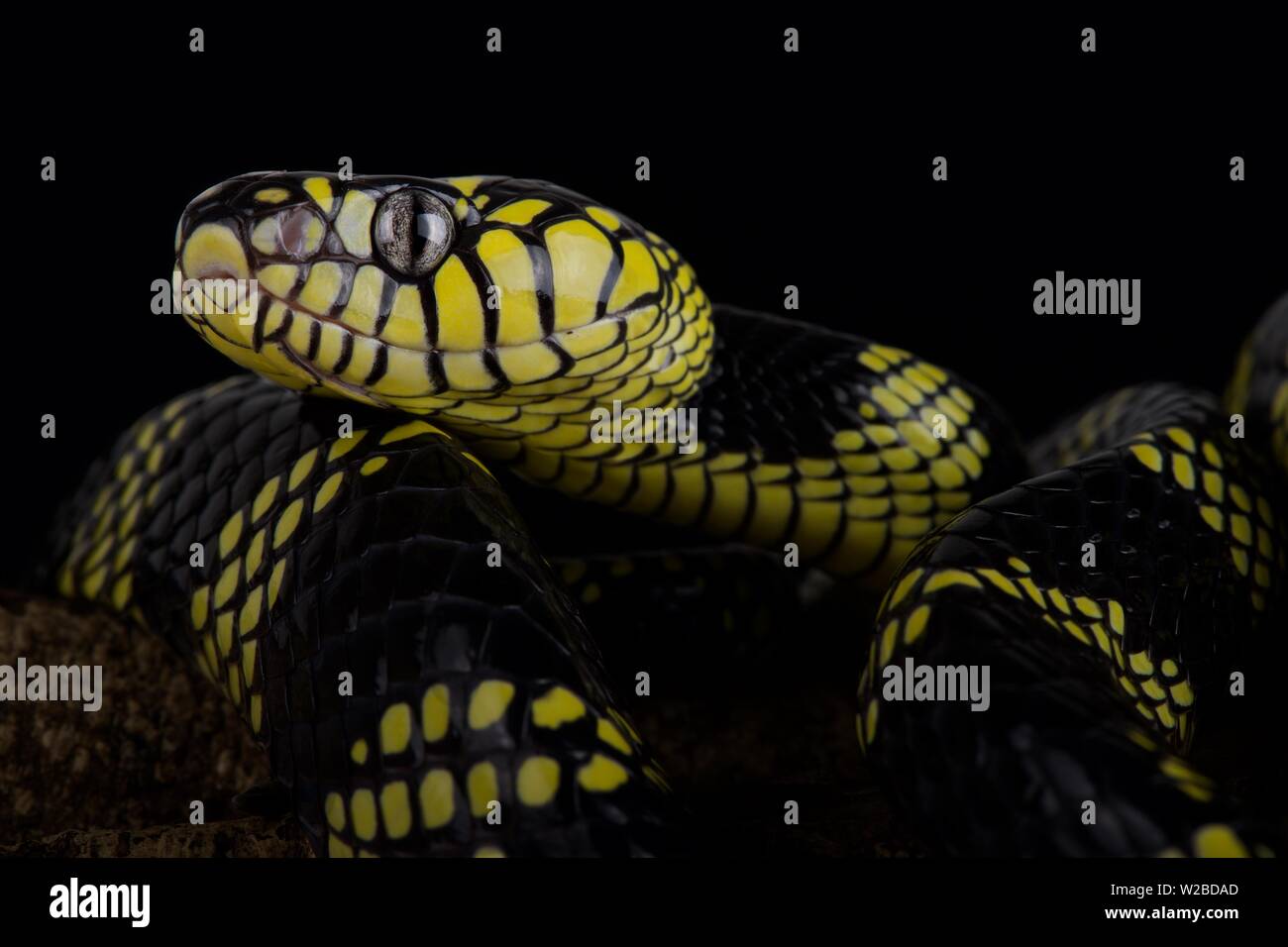 Boiga dendrophila latifasciata hi-res stock photography and images - Alamy