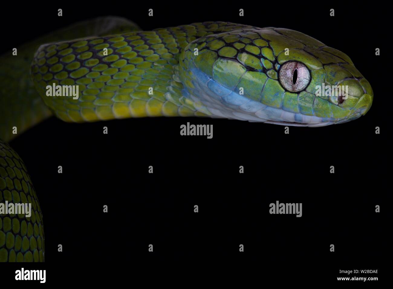 Green cat snake (Boiga cyanea Stock Photo - Alamy