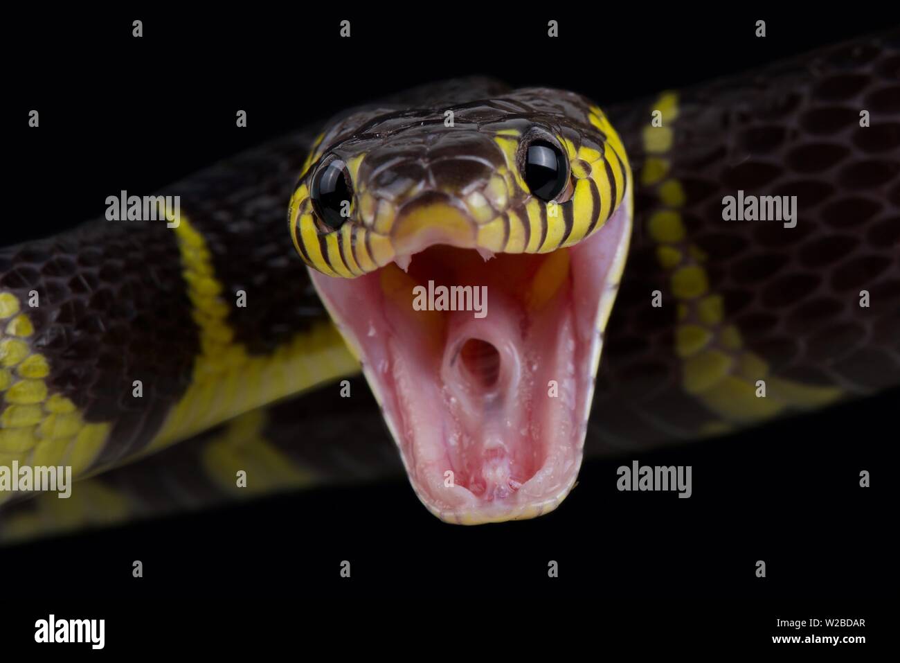 Mangrove snake (Boiga dendrophila dendrophila Stock Photo - Alamy