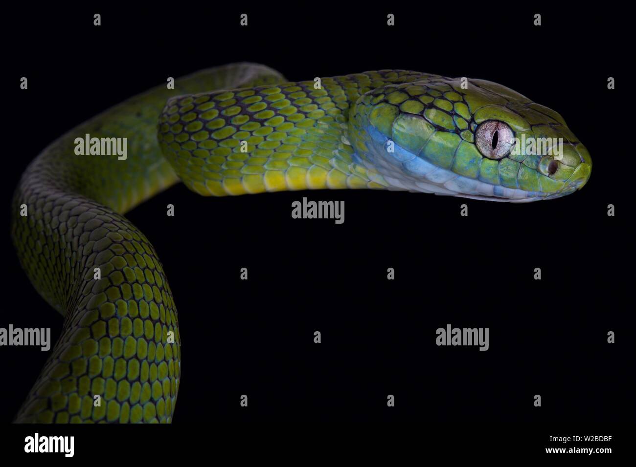 Andaman cat snake hi-res stock photography and images - Alamy