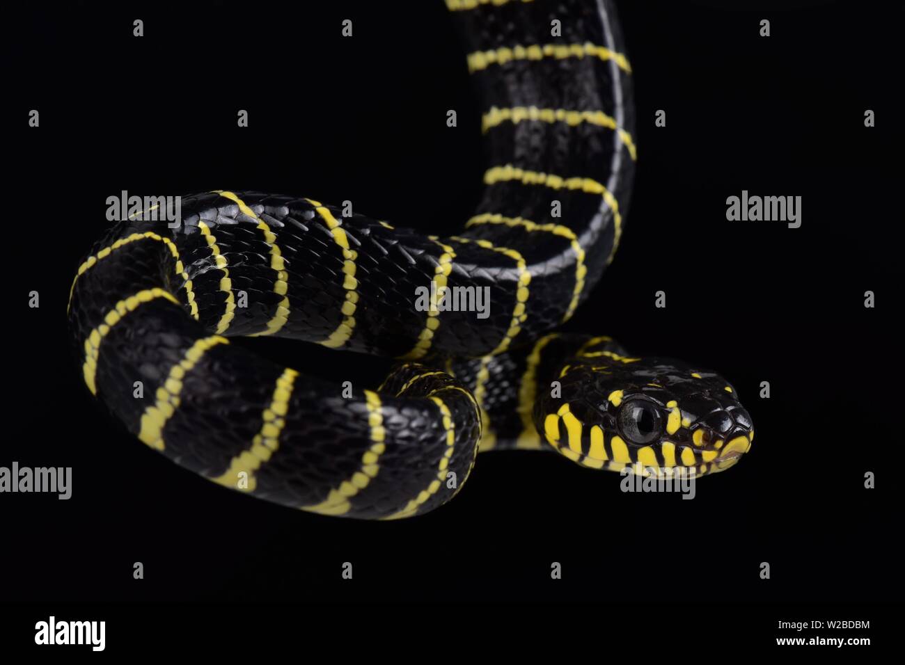 Palawan gold ringed cat snake hi-res stock photography and images - Alamy