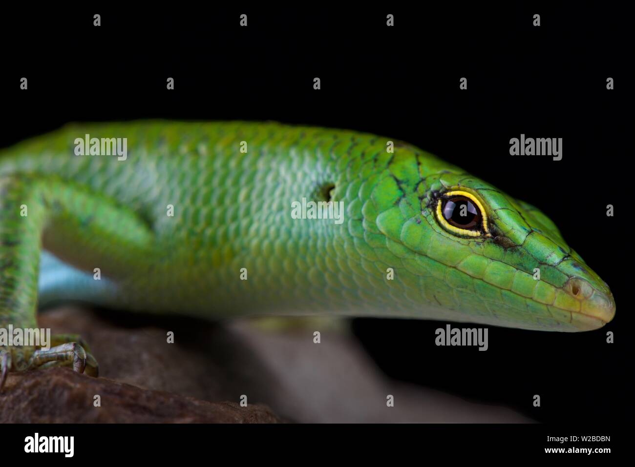 Emerald skink (Lamprophis smaragdina Stock Photo - Alamy