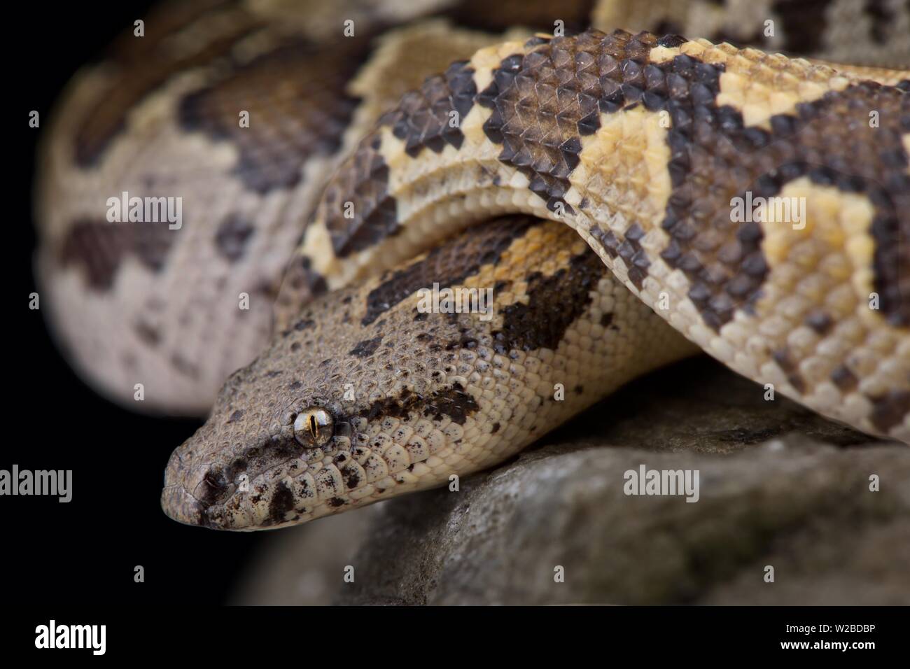 Snake eryx conicus hi-res stock photography and images - Alamy
