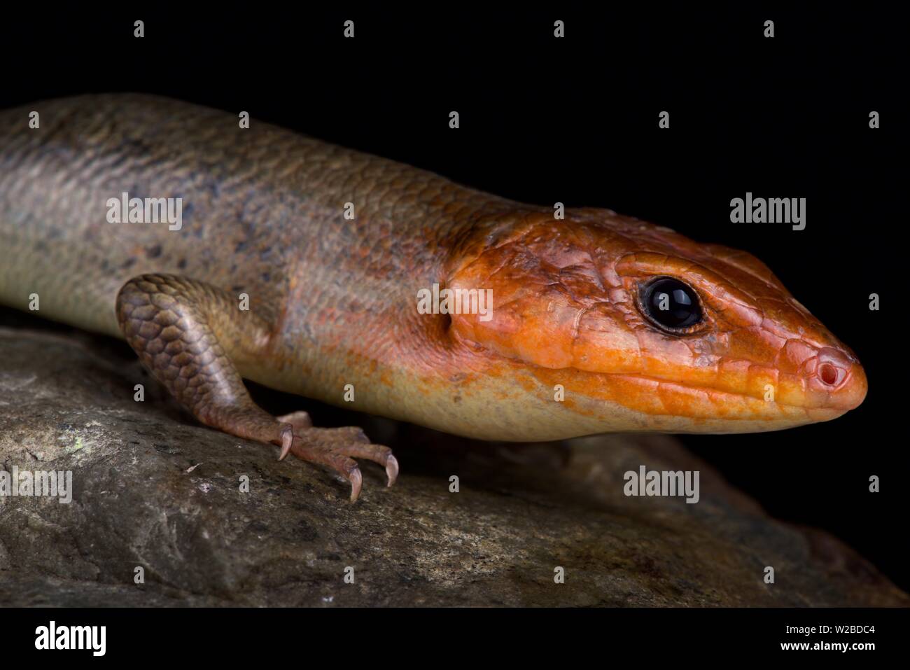 Redhead Skink Lizard