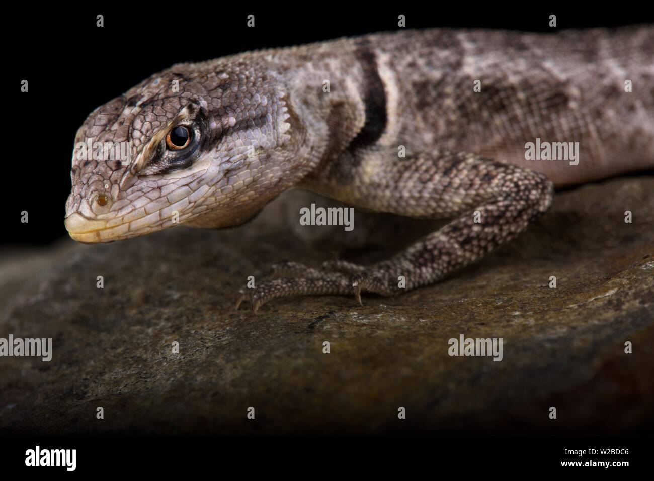 Peters' Lava Lizard (Tropidurus hispidus Stock Photo - Alamy