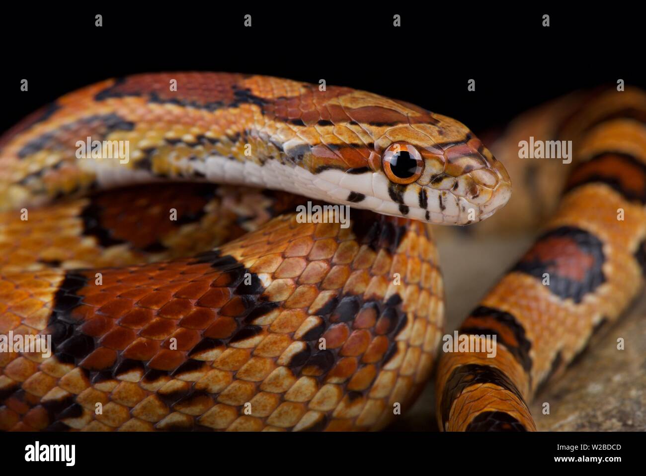Red corn snake (Pantherophis guttatus Stock Photo - Alamy