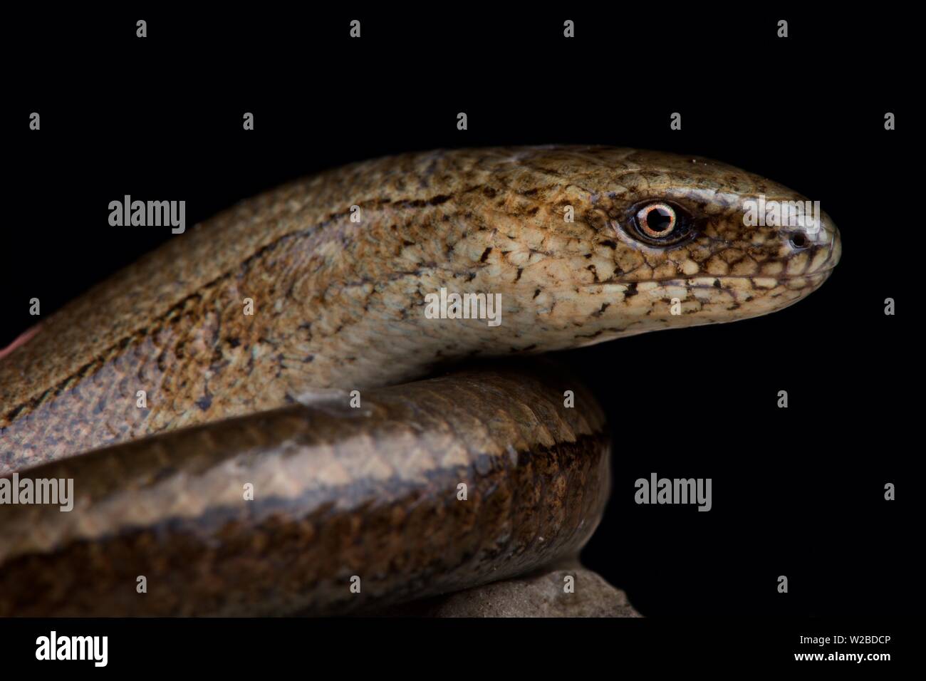Blue spotted lizard hi-res stock photography and images - Alamy