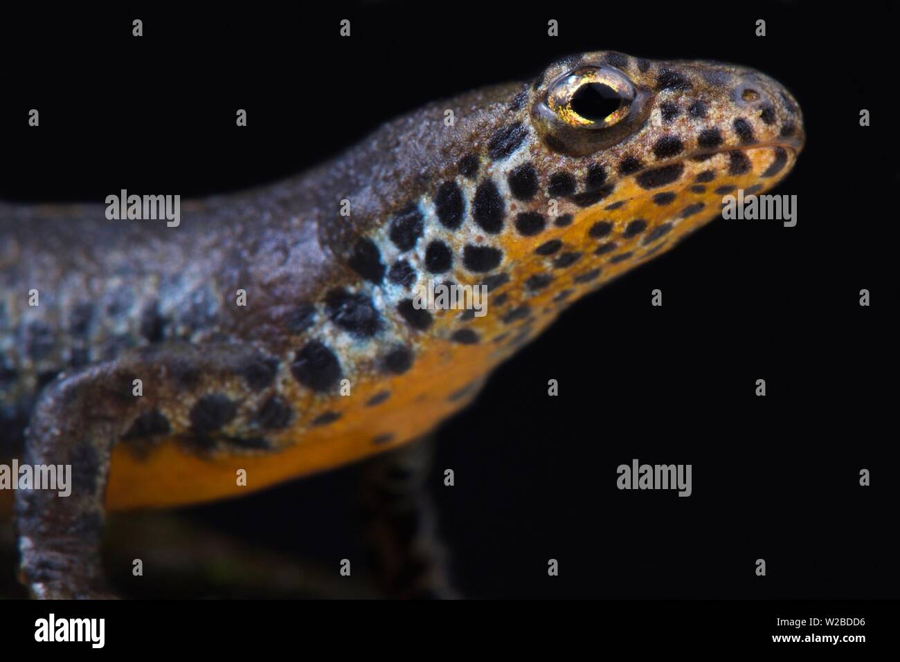 Triturus cristatus belgium hi-res stock photography and images - Alamy