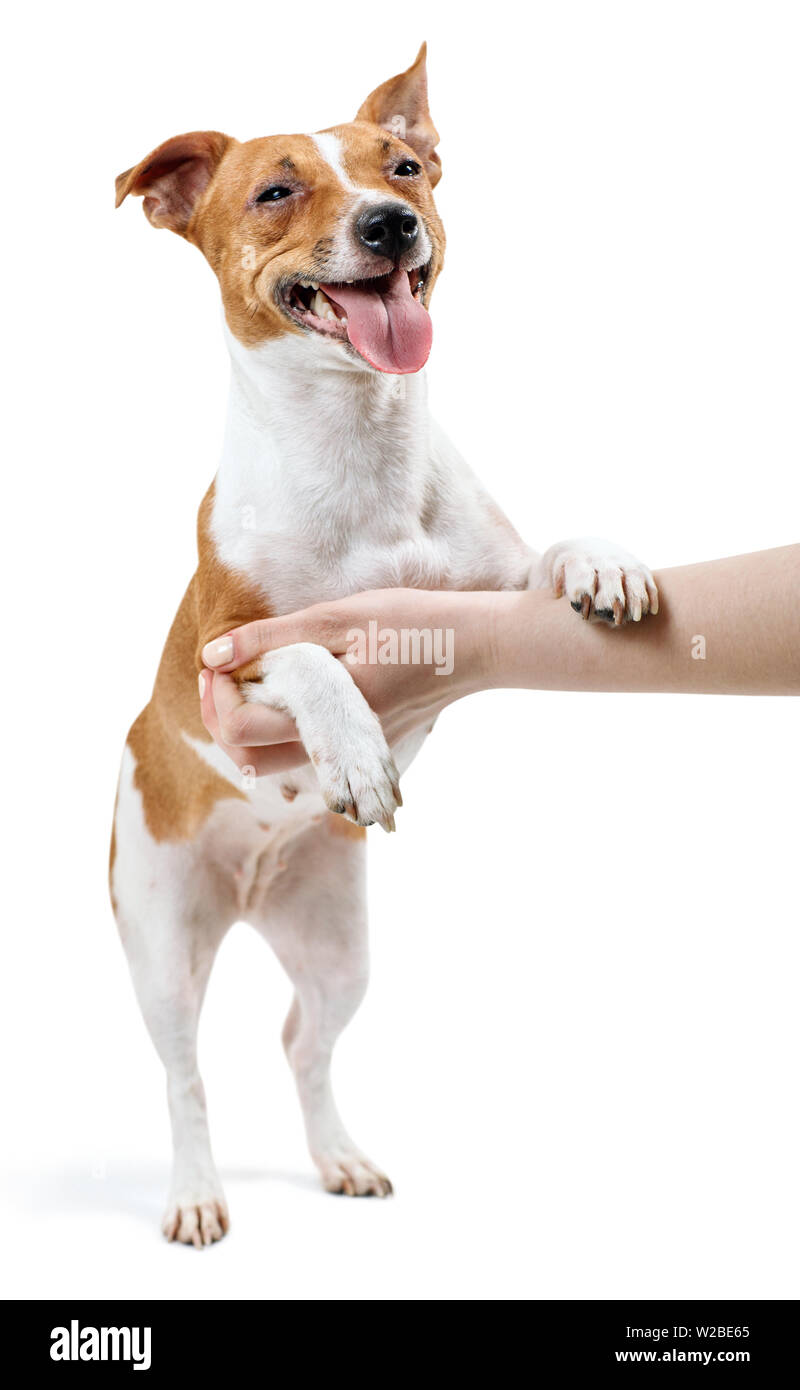 Human hand holds Jack Russell Terrier dog Stock Photo - Alamy