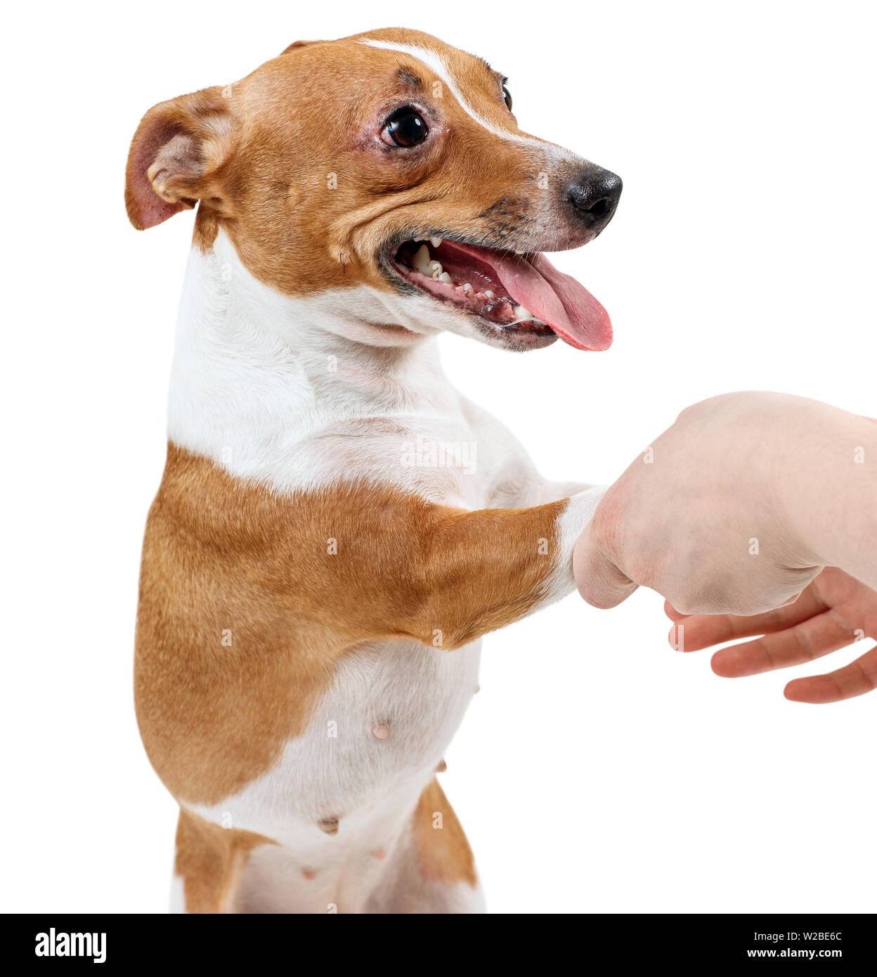 Human breed hi-res stock photography and images - Alamy