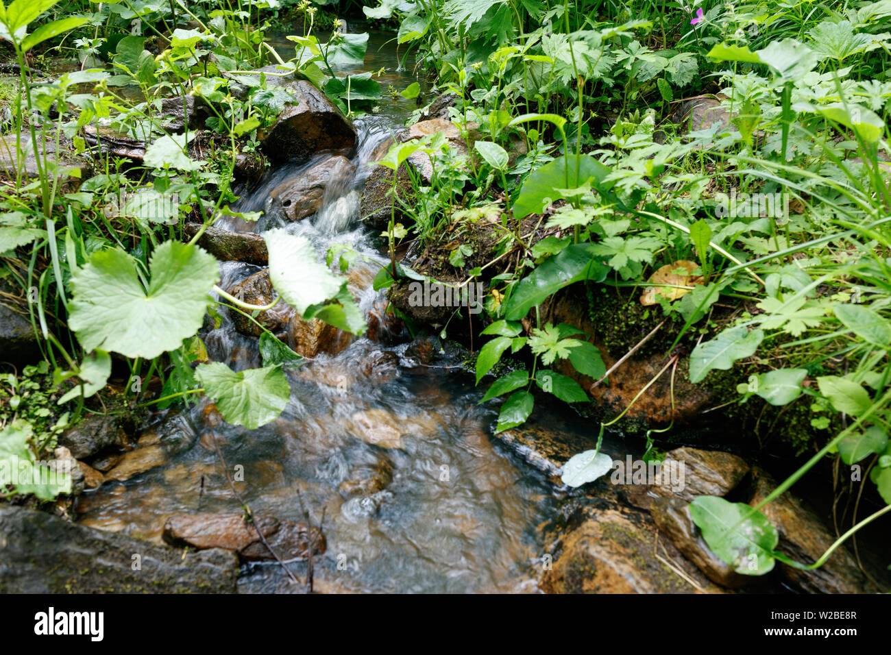 Small cascading stream with lush green vegetation in the forest Stock ...
