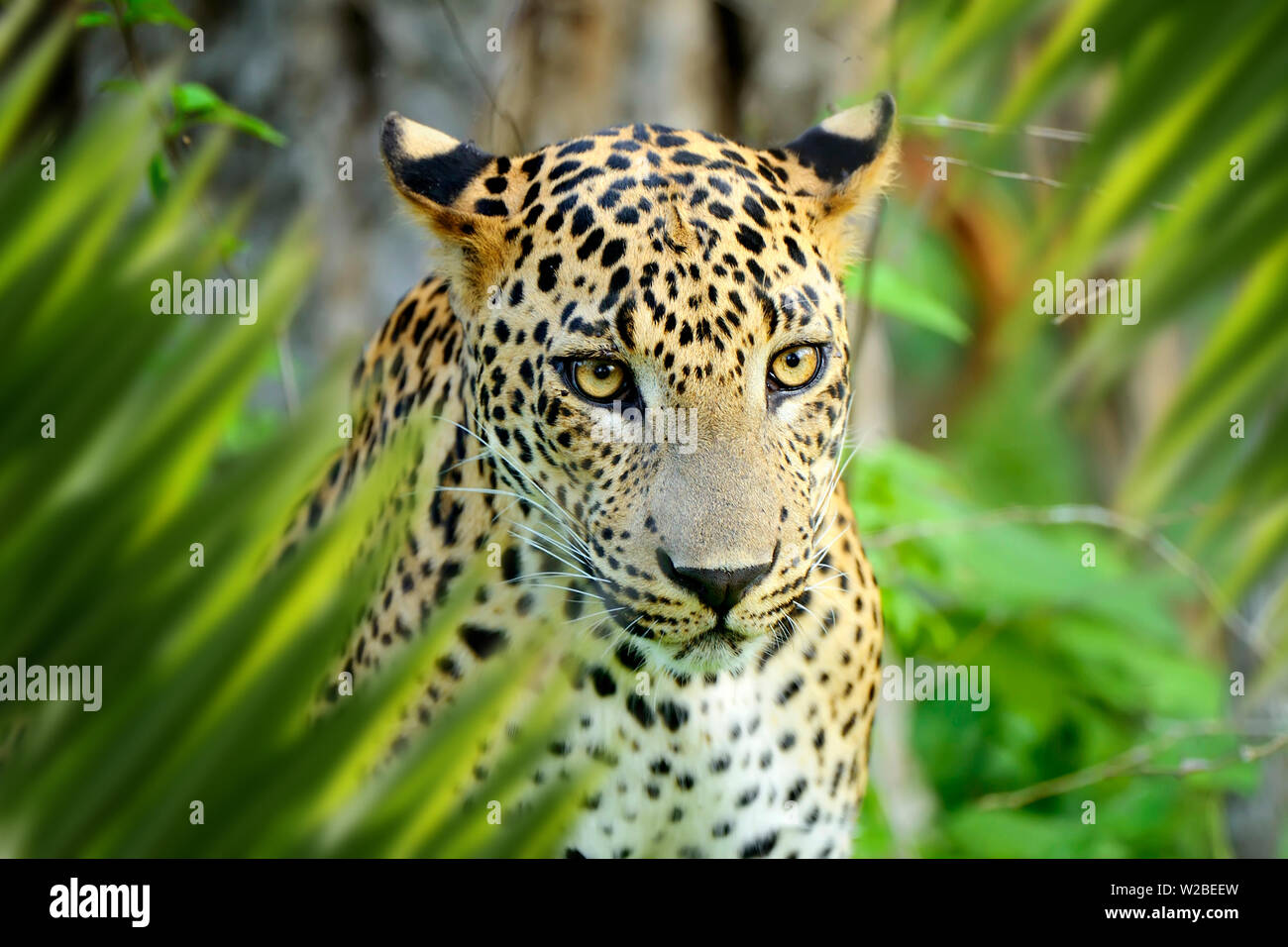 Close up leopard portrait in jungle with leaf Stock Photo - Alamy