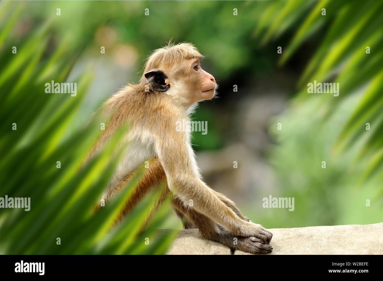 Monkey jungle safari hi-res stock photography and images - Alamy