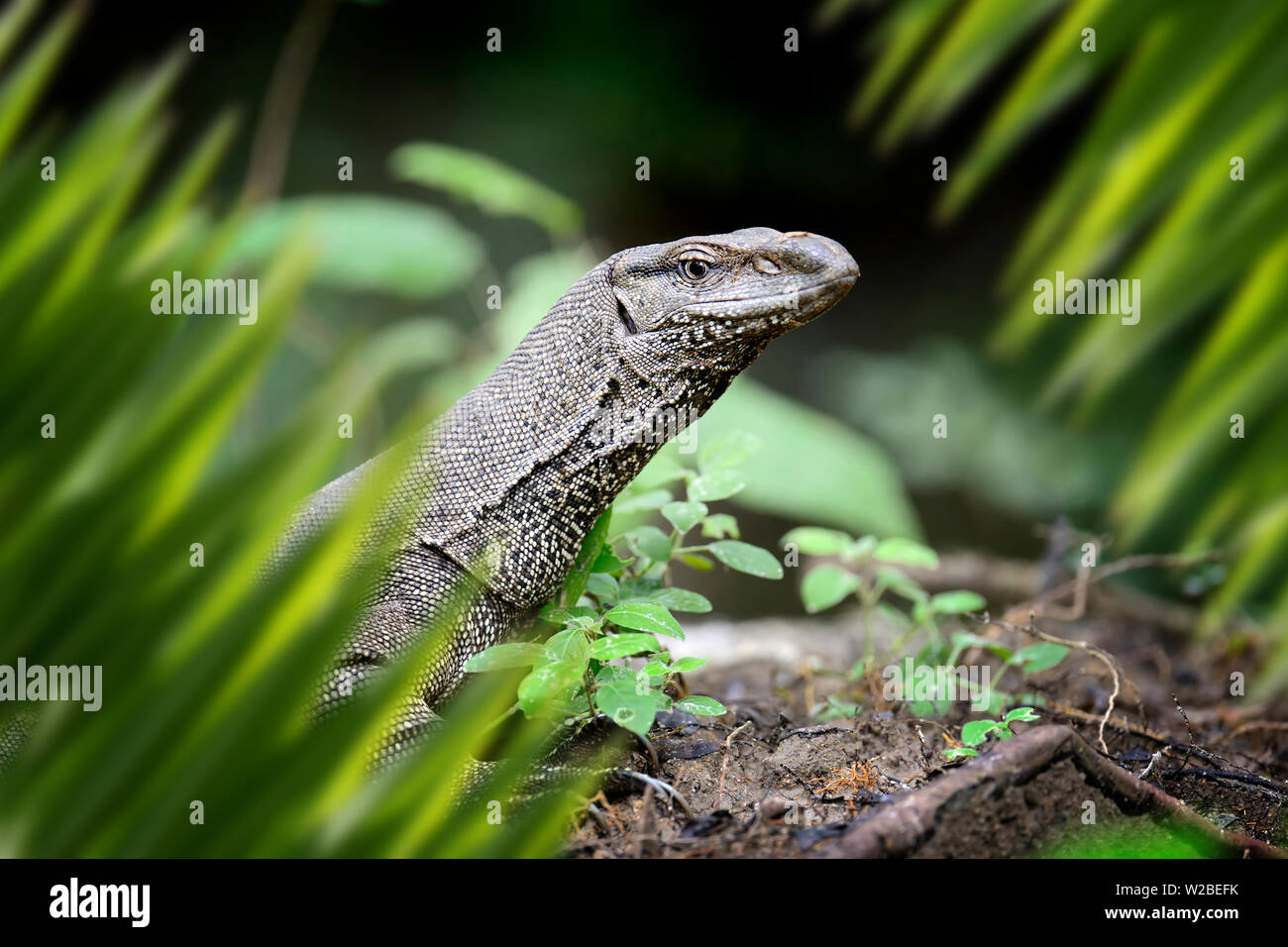Close up large monitor lizard portrait in jungle with leaf Stock Photo ...