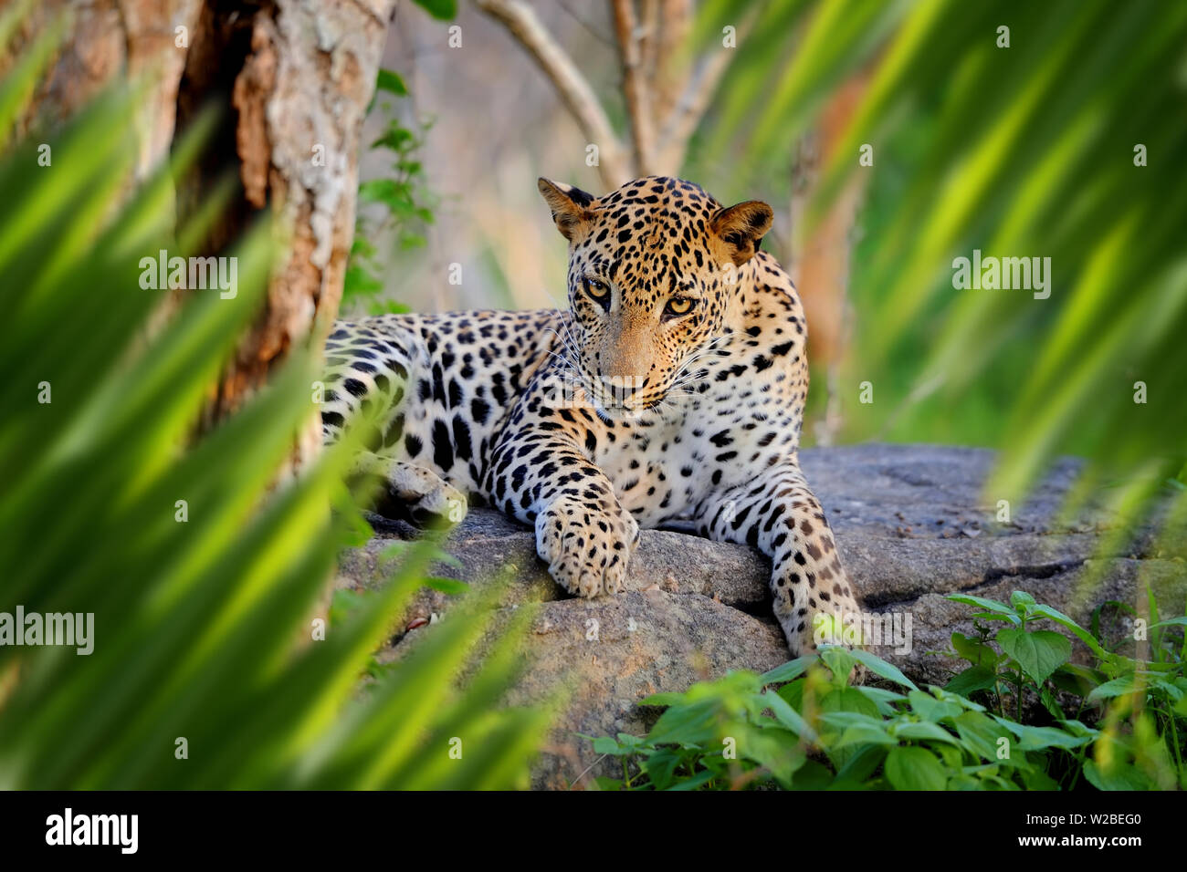 Close up leopard portrait in jungle with leaf Stock Photo - Alamy