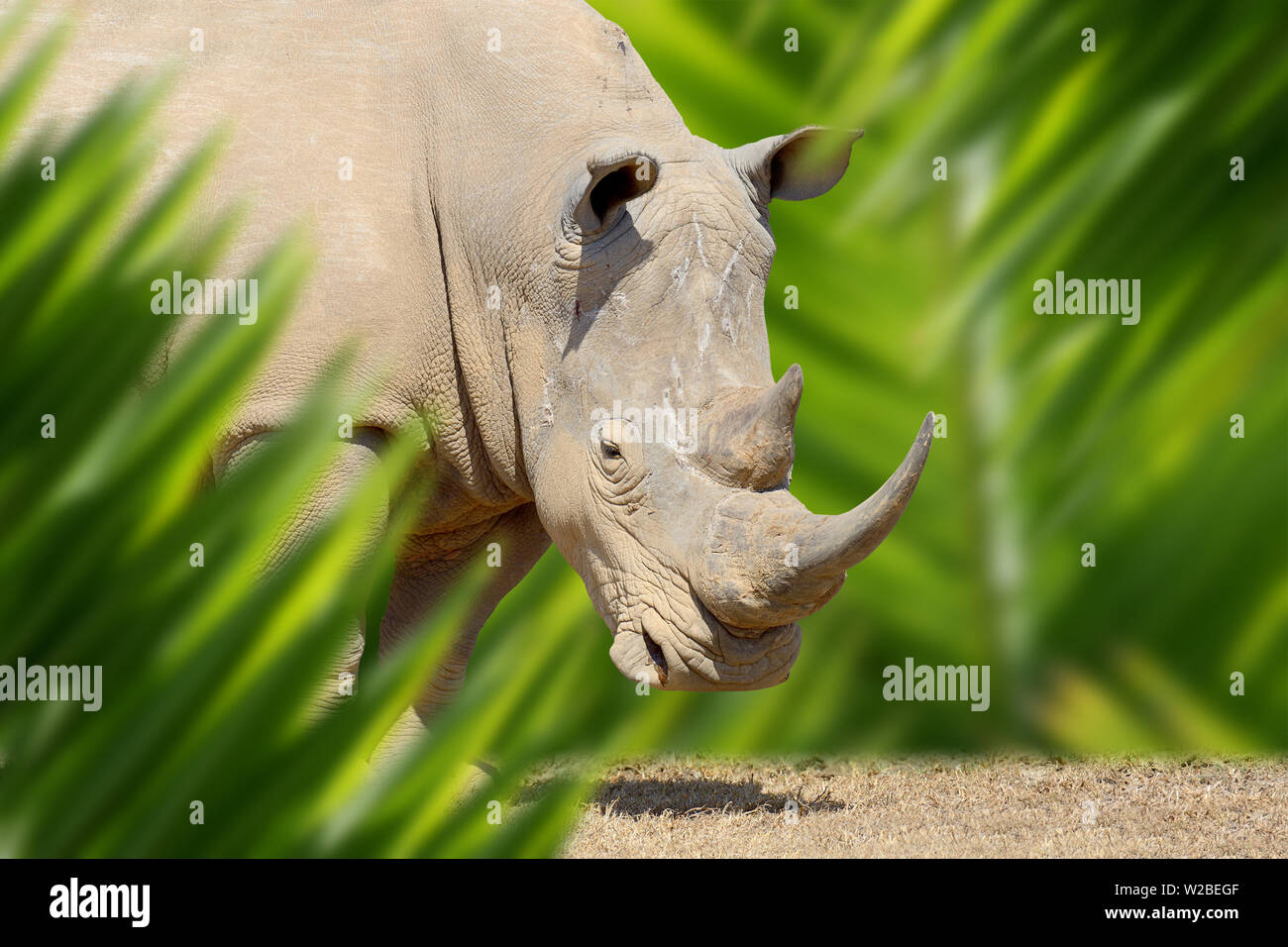 Close up rhino portrait in jungle with leaf Stock Photo - Alamy