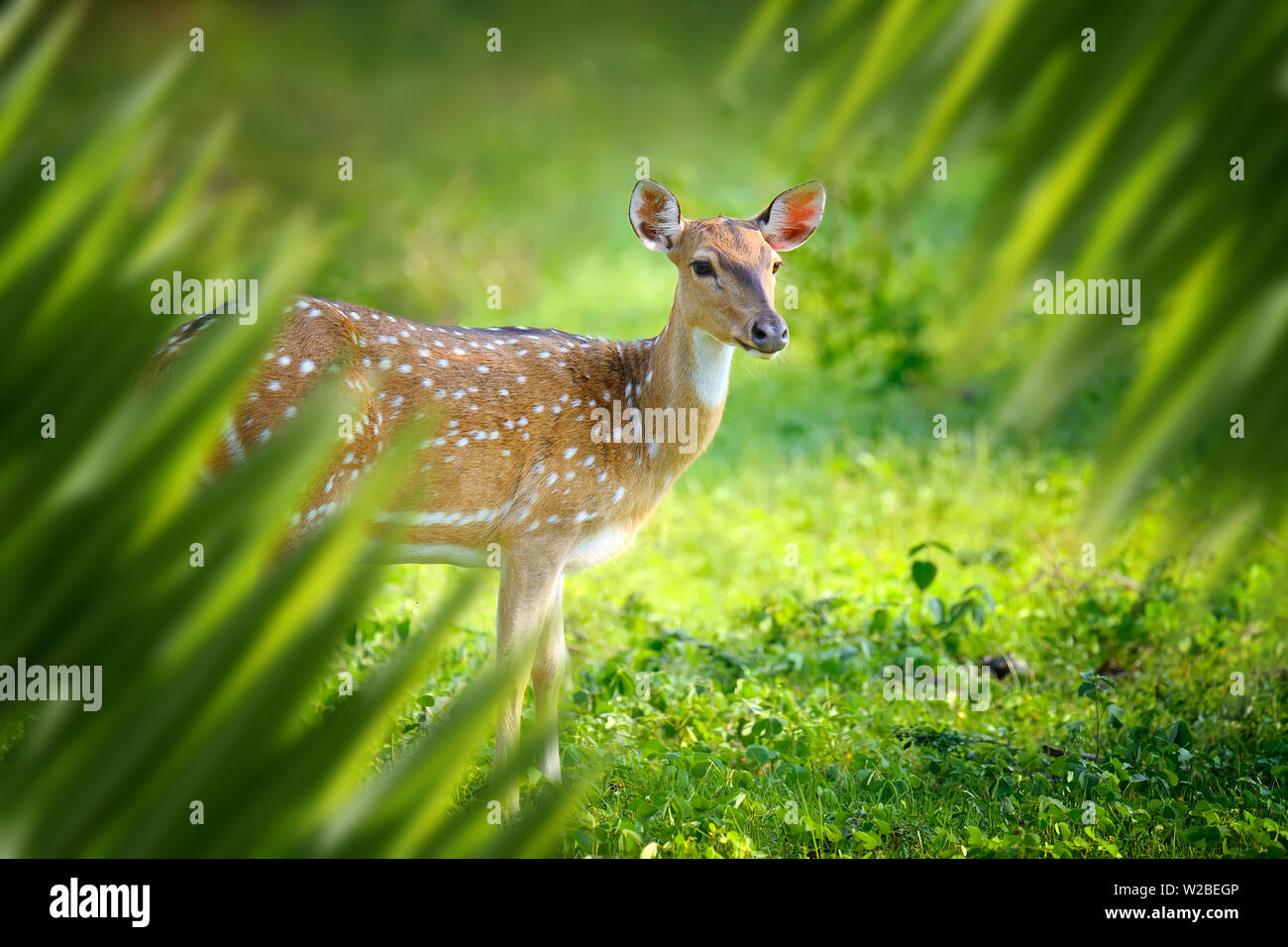 Close up deer portrait in jungle with leaf Stock Photo - Alamy
