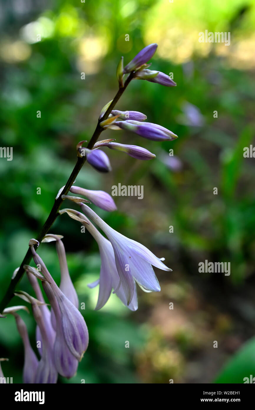 Line of flowers on a branch hi-res stock photography and images - Alamy